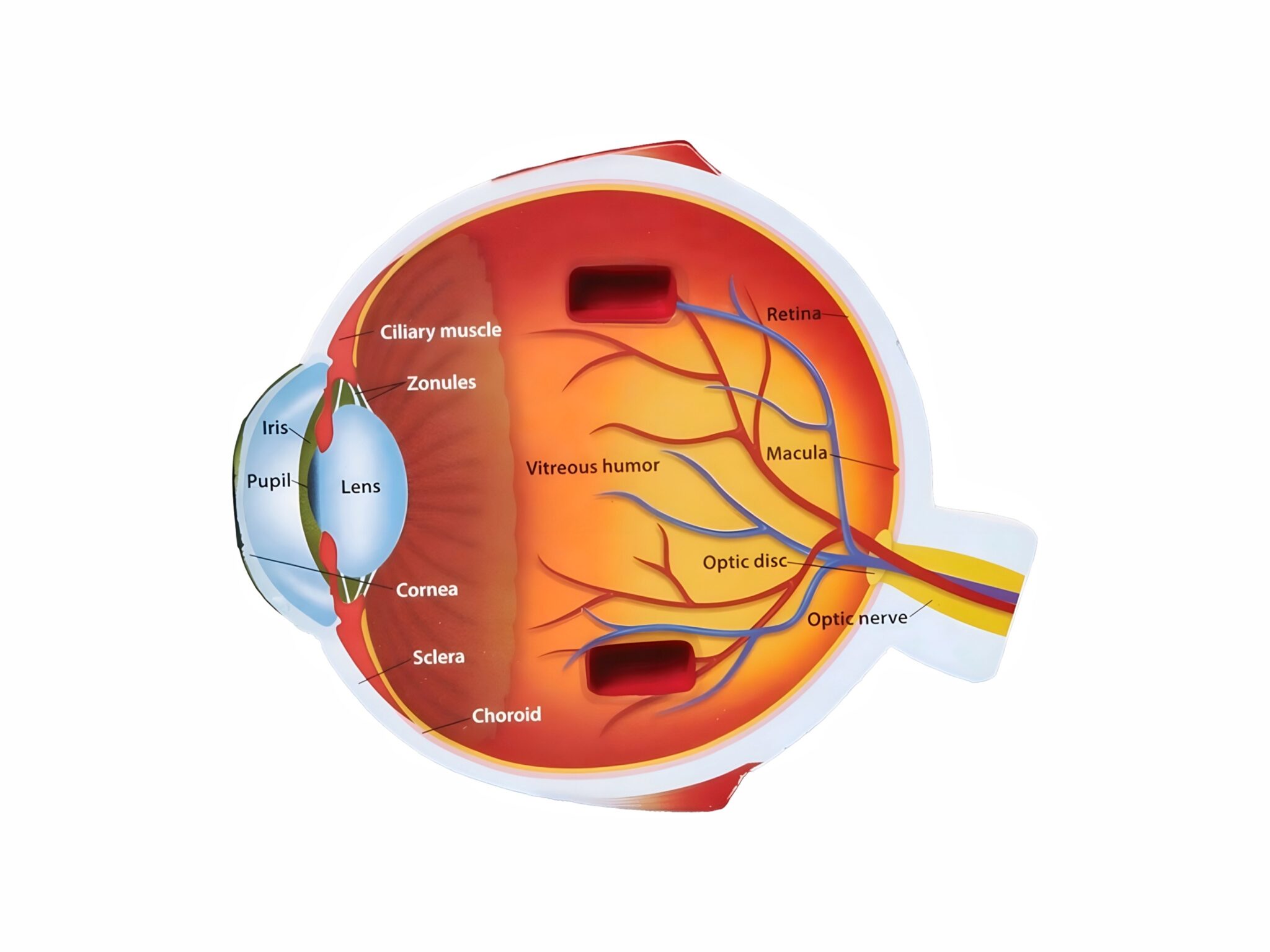 Treatment for Retinal Conditions Bremerton | Diabetic Retinopathy